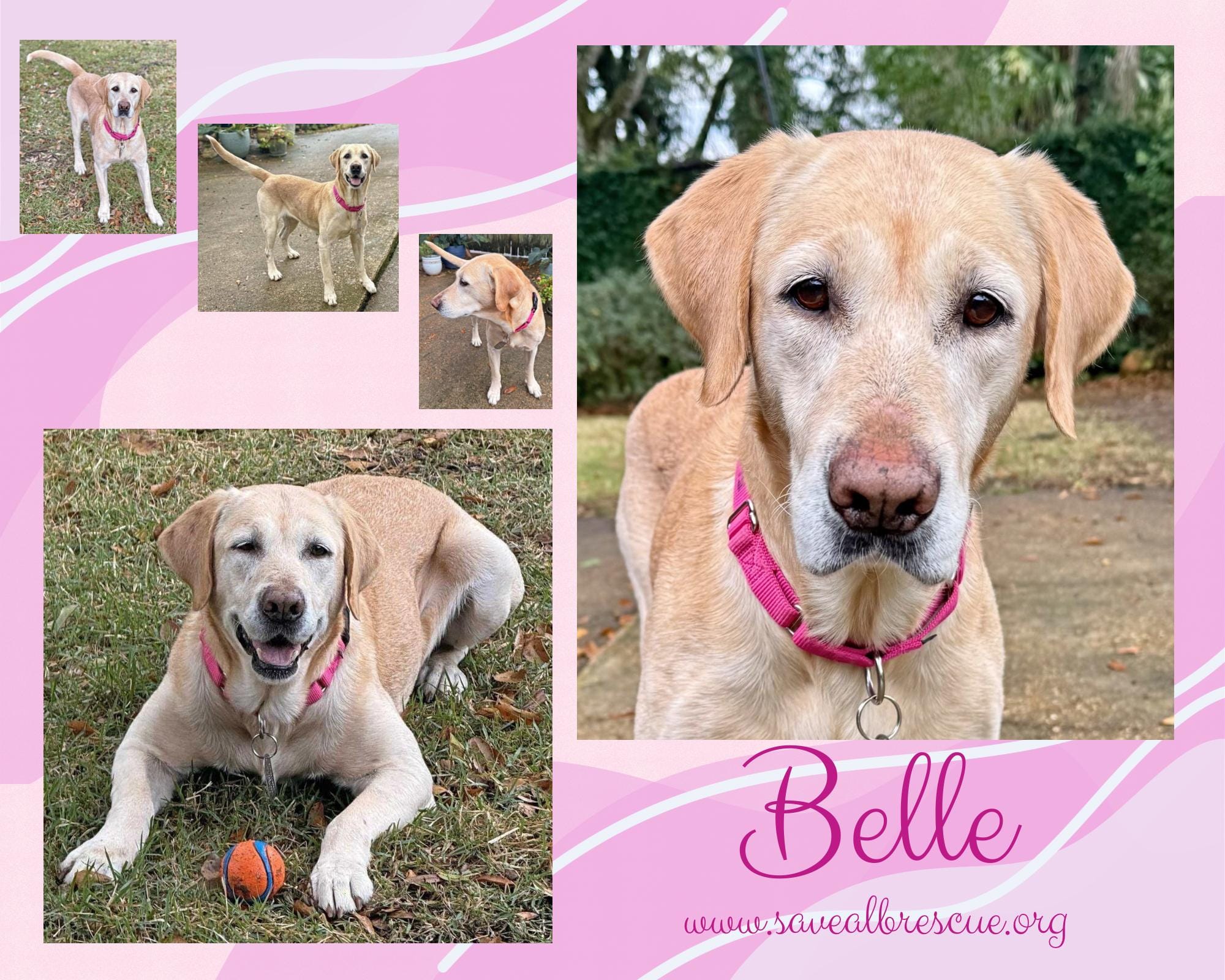 Adopt Belle Today - Find Paw Pal