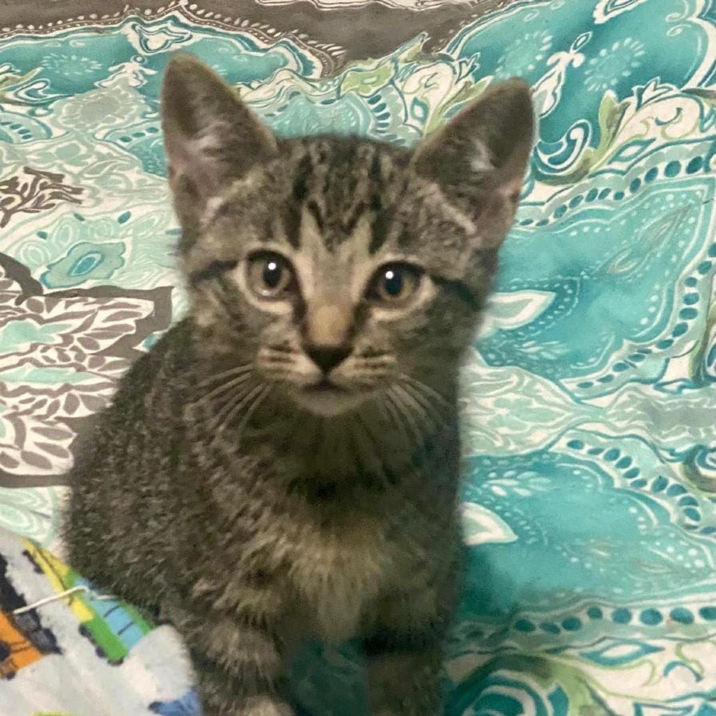 Adopt Bert Today - Find Paw Pal