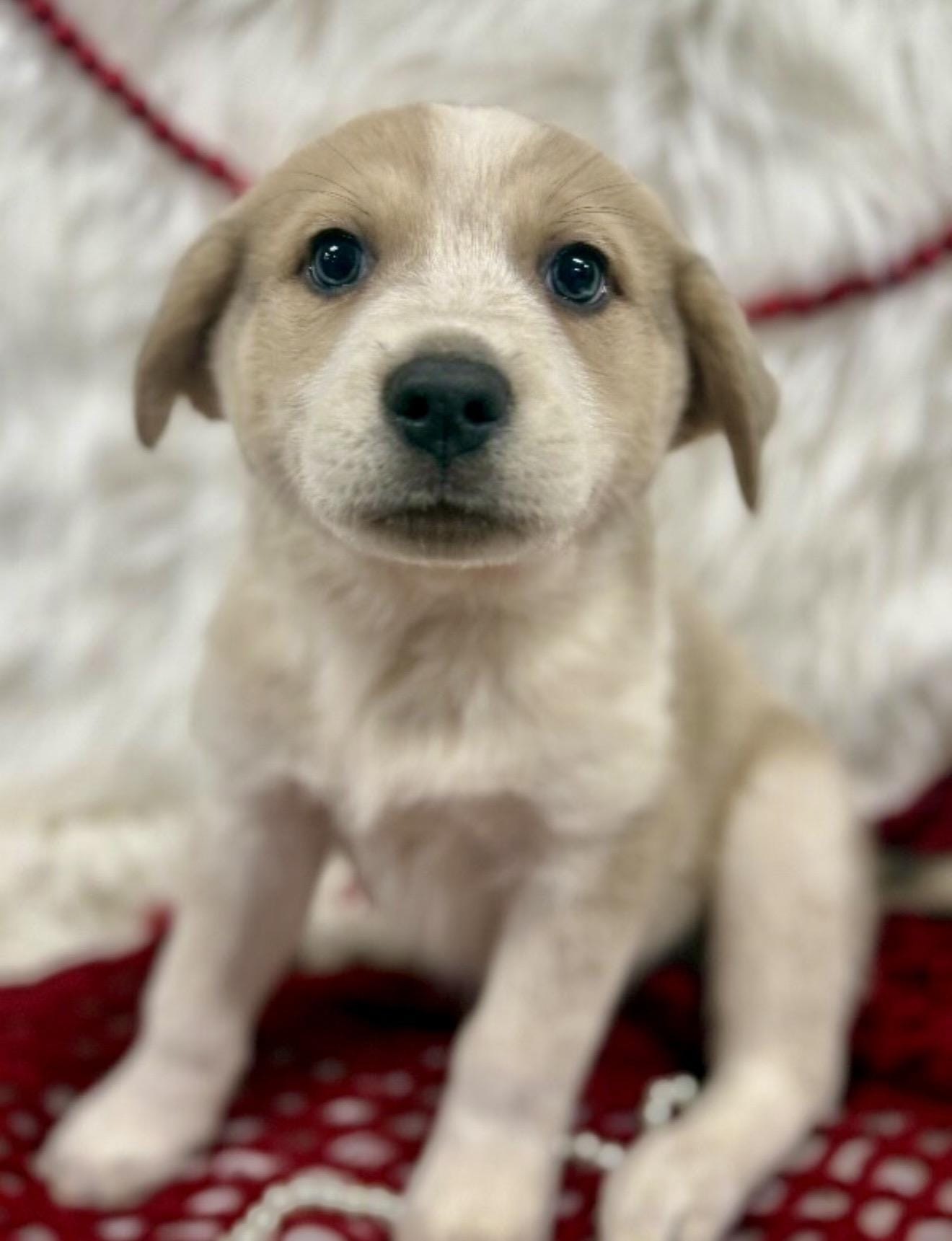 Adopt Sybrina Today - Find Paw Pal