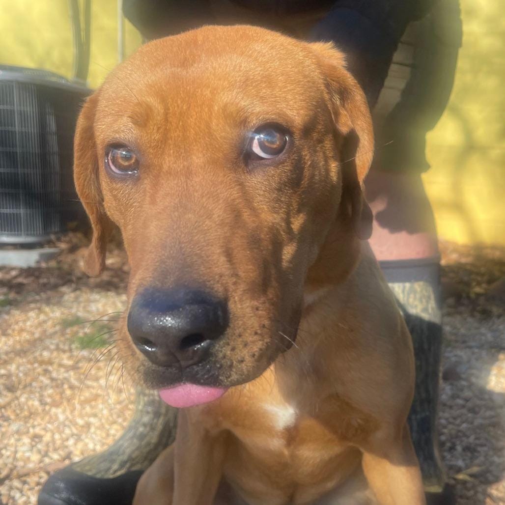 Adopt The Rizzler Today - Find Paw Pal