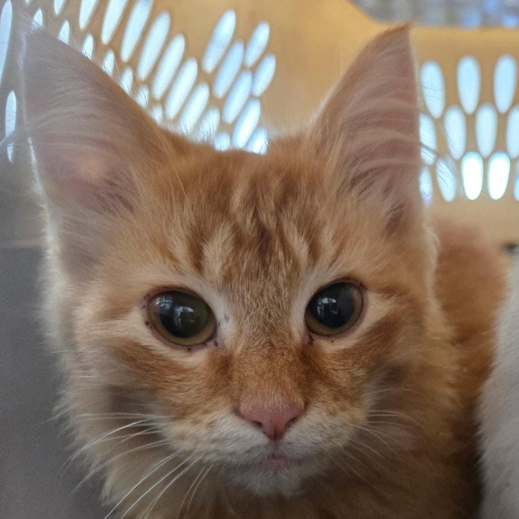 Adopt Candy Corn Today - Find Paw Pal