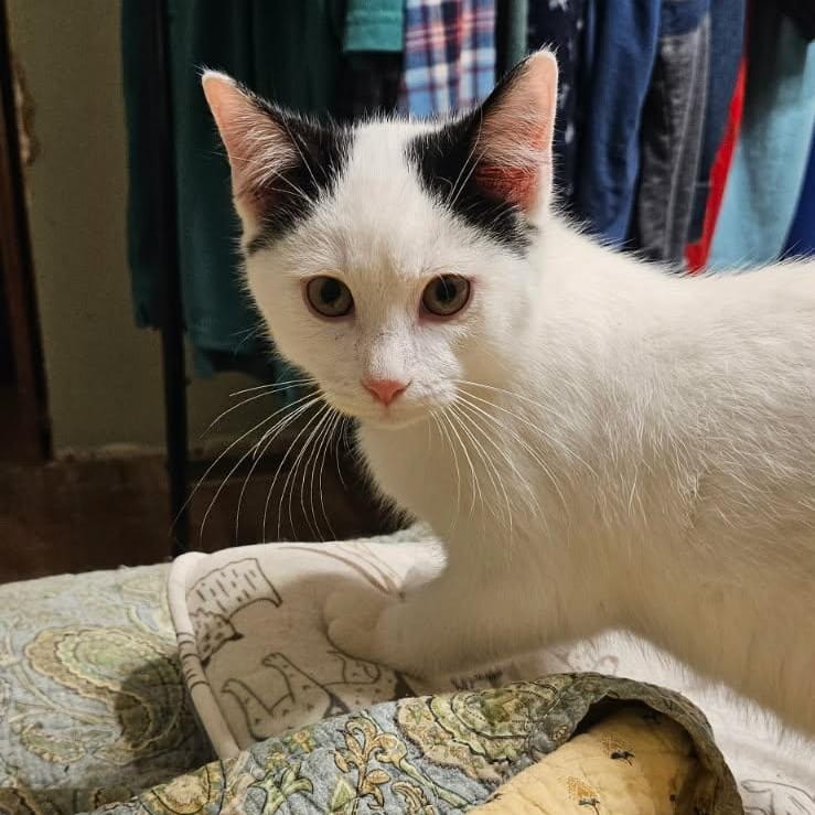Morgan County Humane Society in Martinsville, IN - Find Paw Pal
