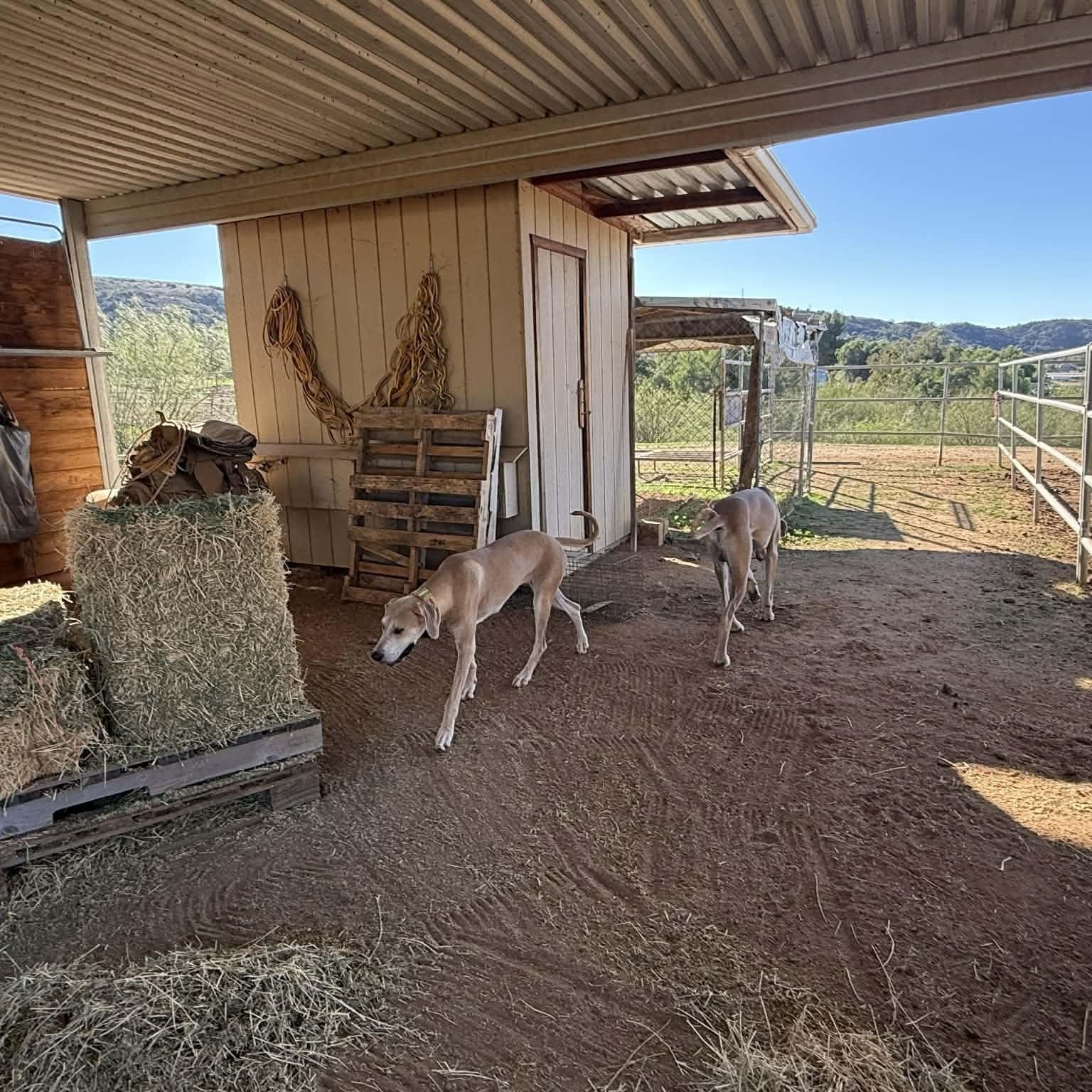 Adopt NOVA Today - Find Paw Pal