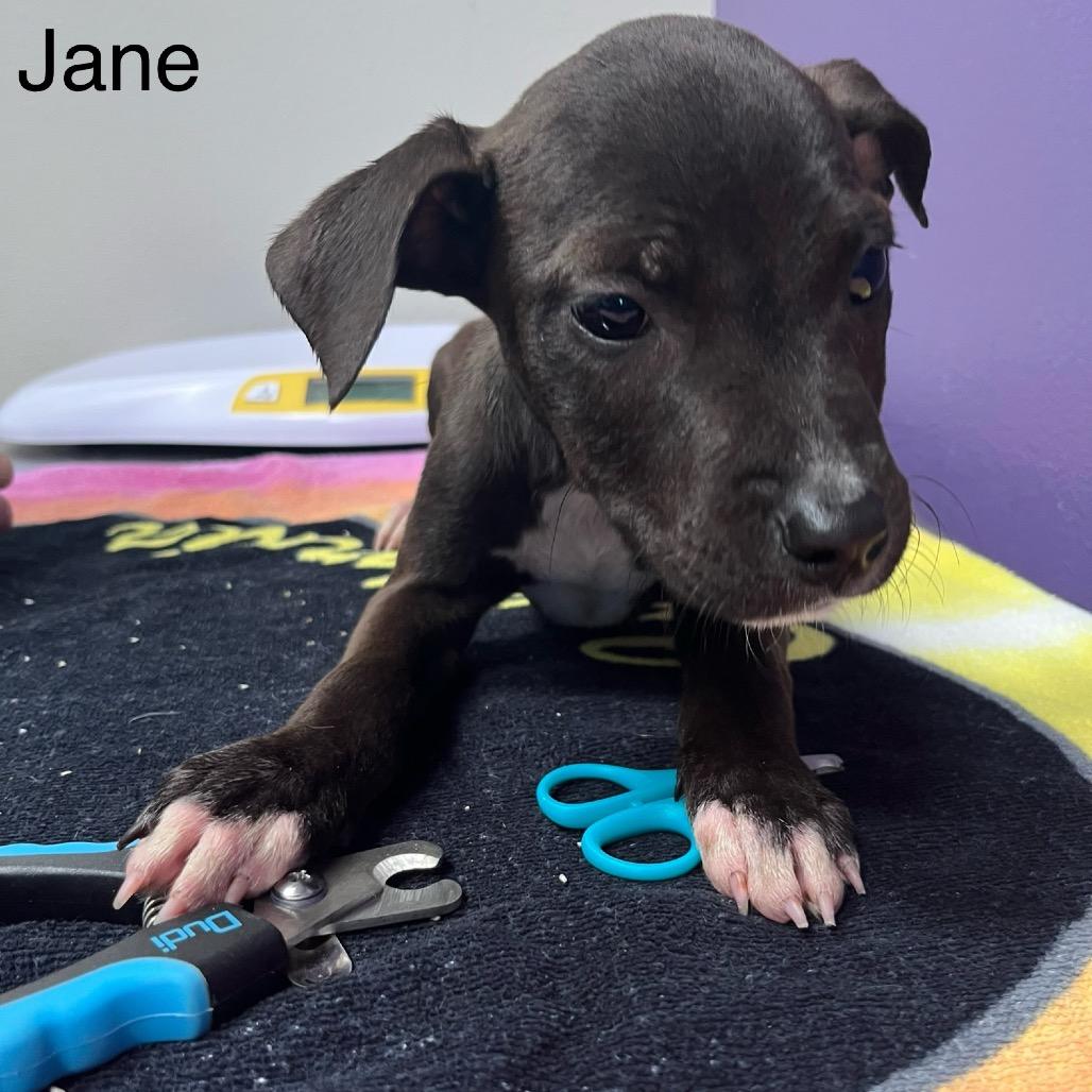 Adopt Jane Today - Find Paw Pal