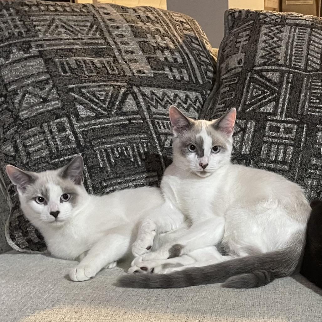 Adopt Skipper Today - Find Paw Pal