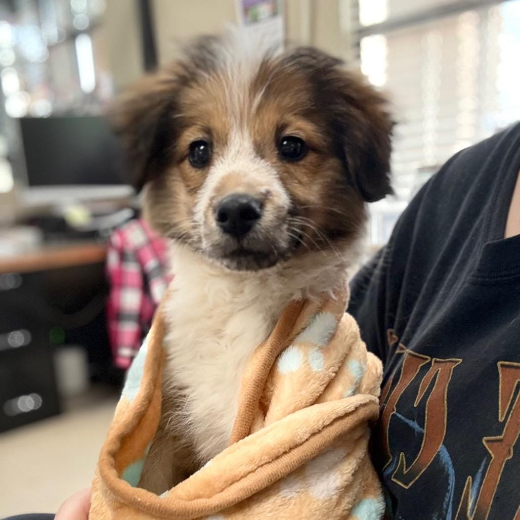 Adopt Finnian Today - Find Paw Pal