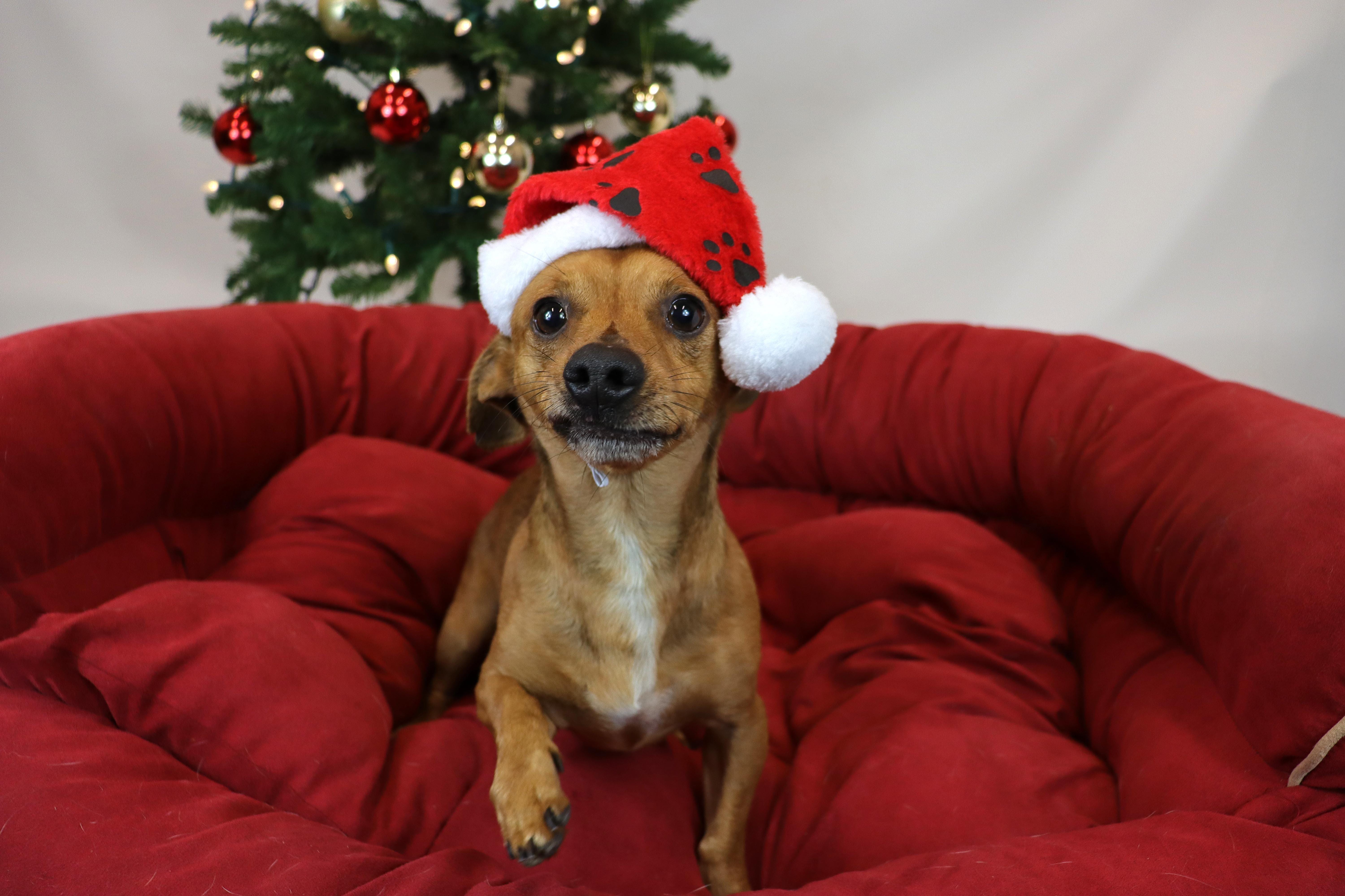 Adopt Rusty Today - Find Paw Pal