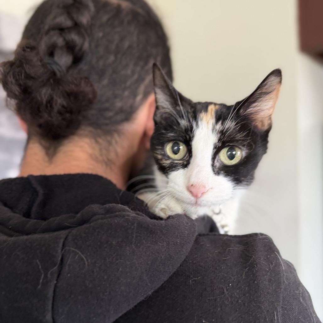 Adopt Pumpkin Today - Find Paw Pal