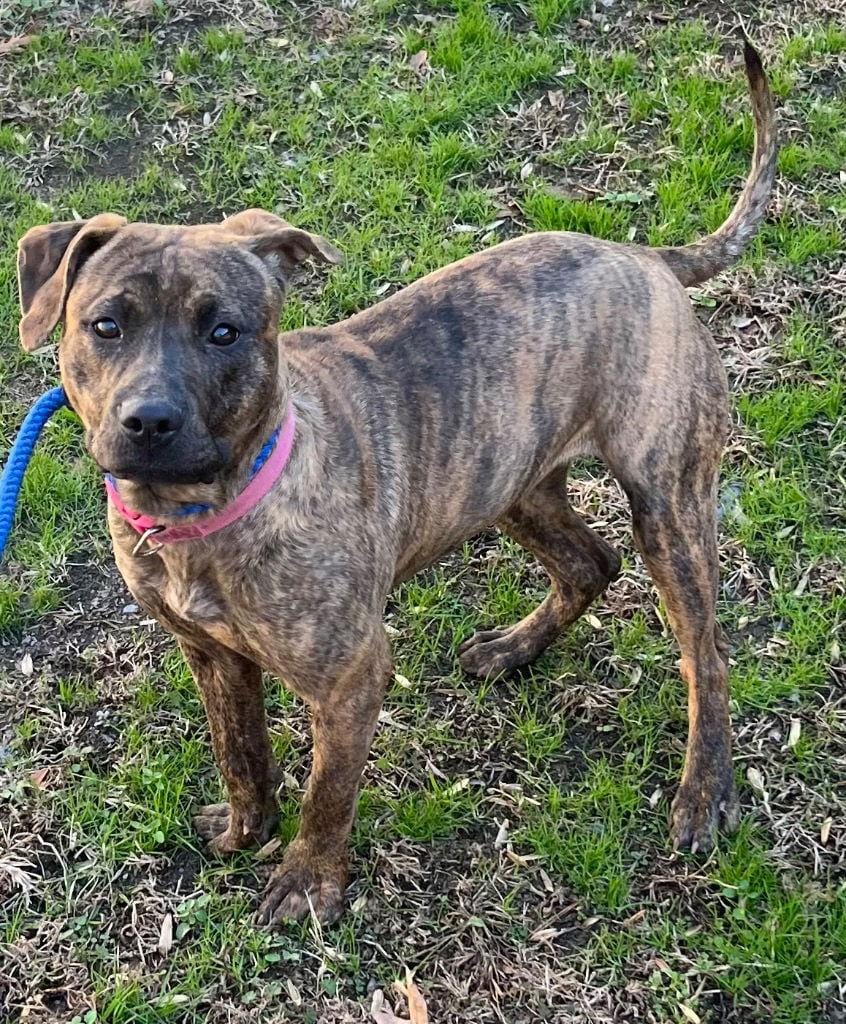 Adopt 25-720 Fudge Today - Find Paw Pal