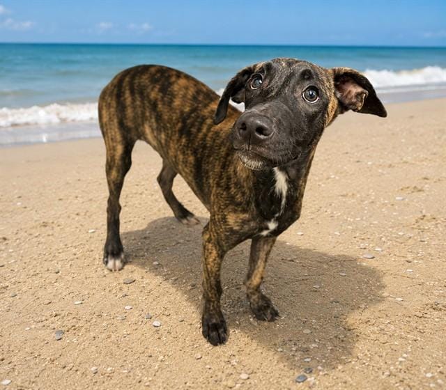 Adopt Zuri Today - Find Paw Pal