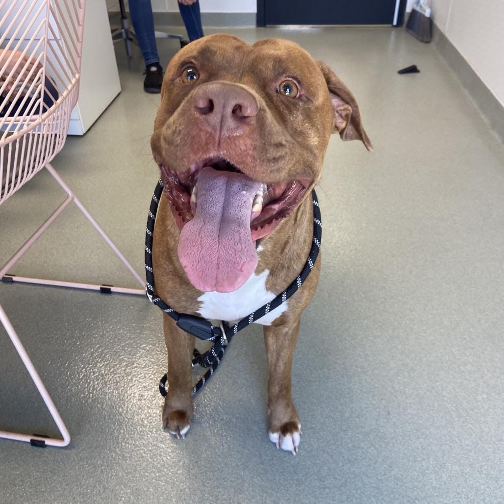 Animal Shelters Near Me - Find Paw Pal