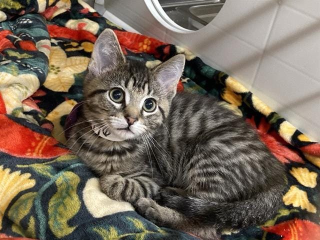 Adopt BONNIE Today - Find Paw Pal