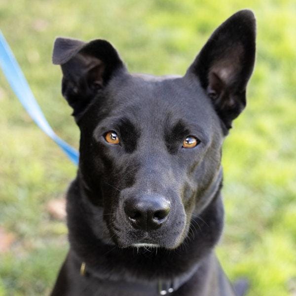 Adopt Shadow Today - Find Paw Pal