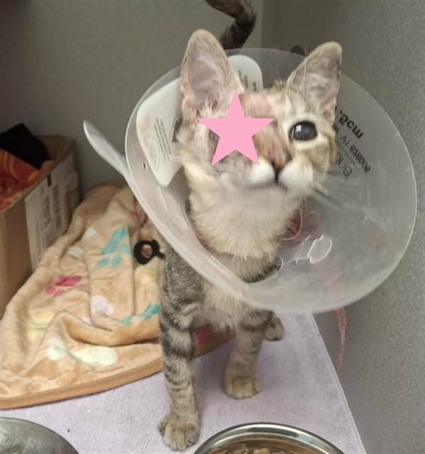 Adopt BONNIE Today - Find Paw Pal