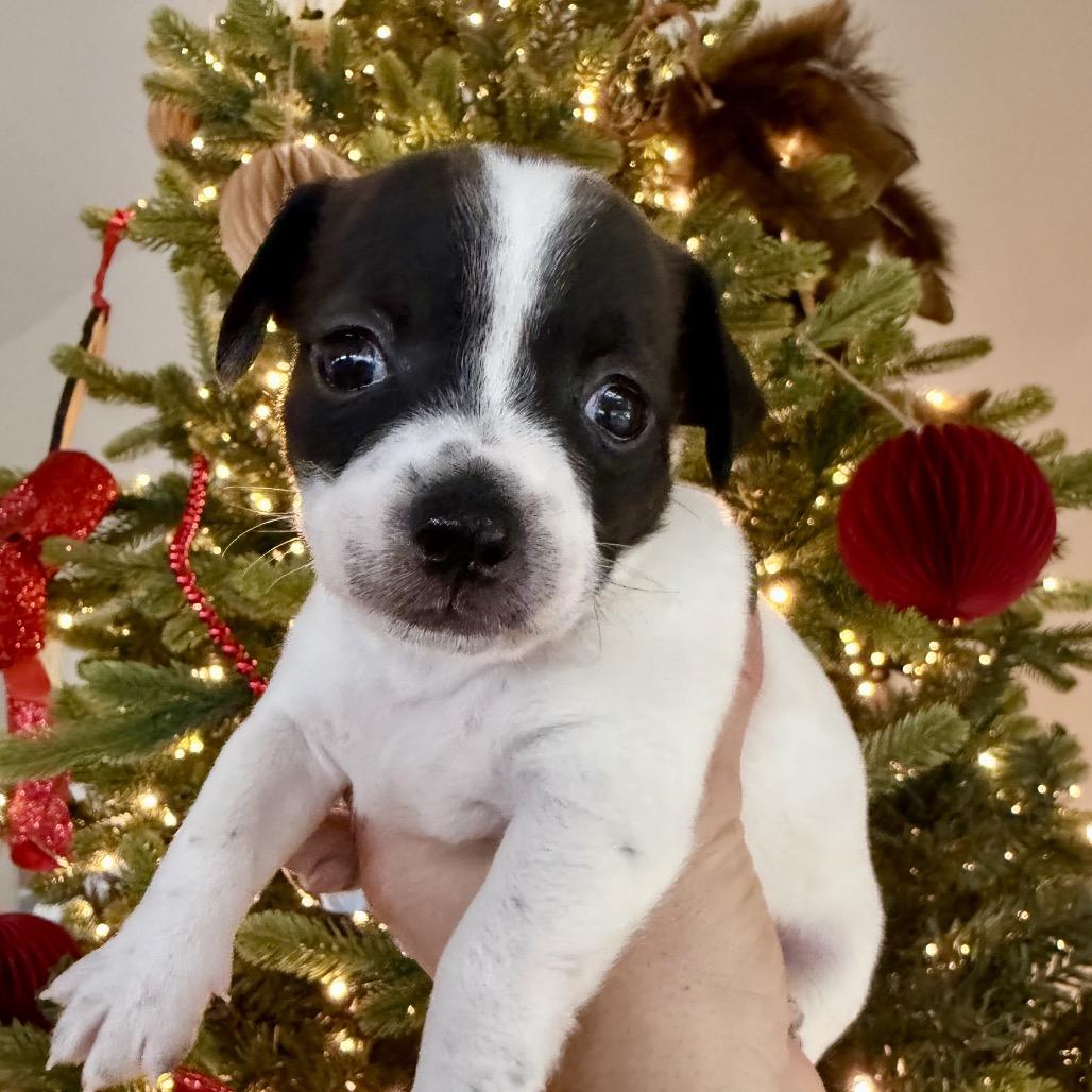 Adopt Oreo Today - Find Paw Pal