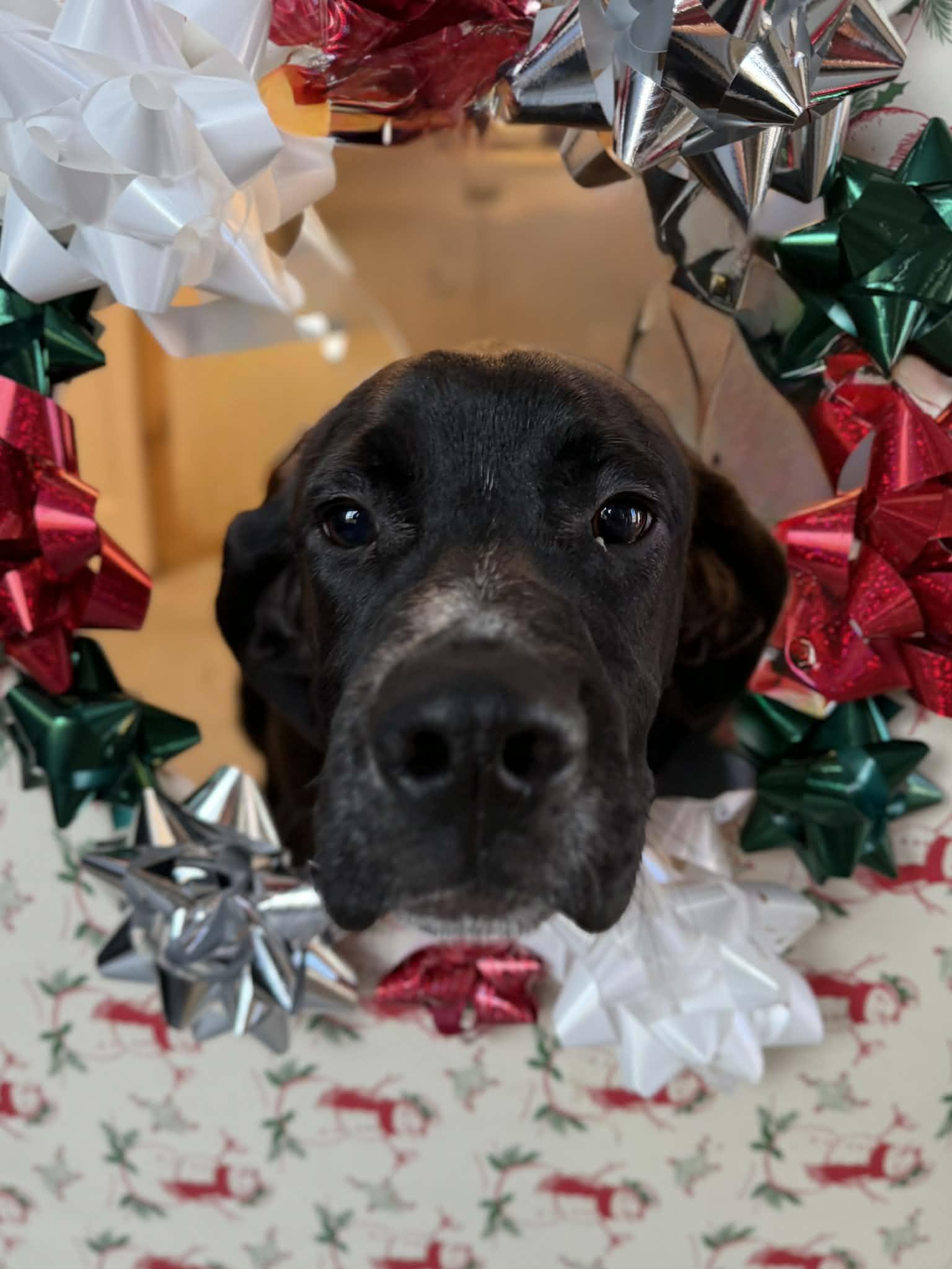 Adopt Deano Today - Find Paw Pal