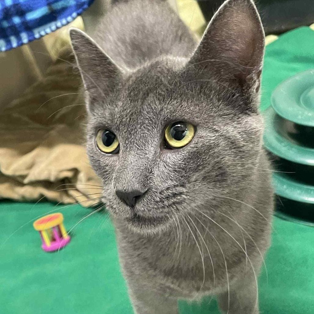 Adopt Pepper Today - Find Paw Pal