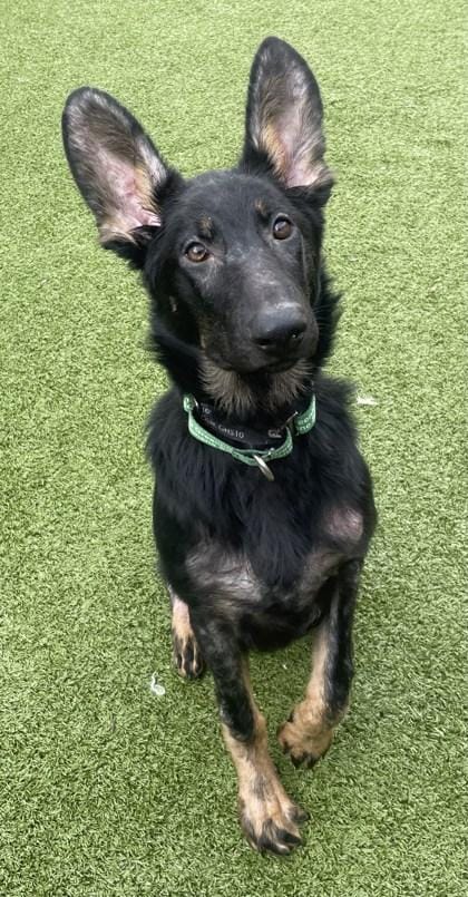 Adopt King Today - Find Paw Pal