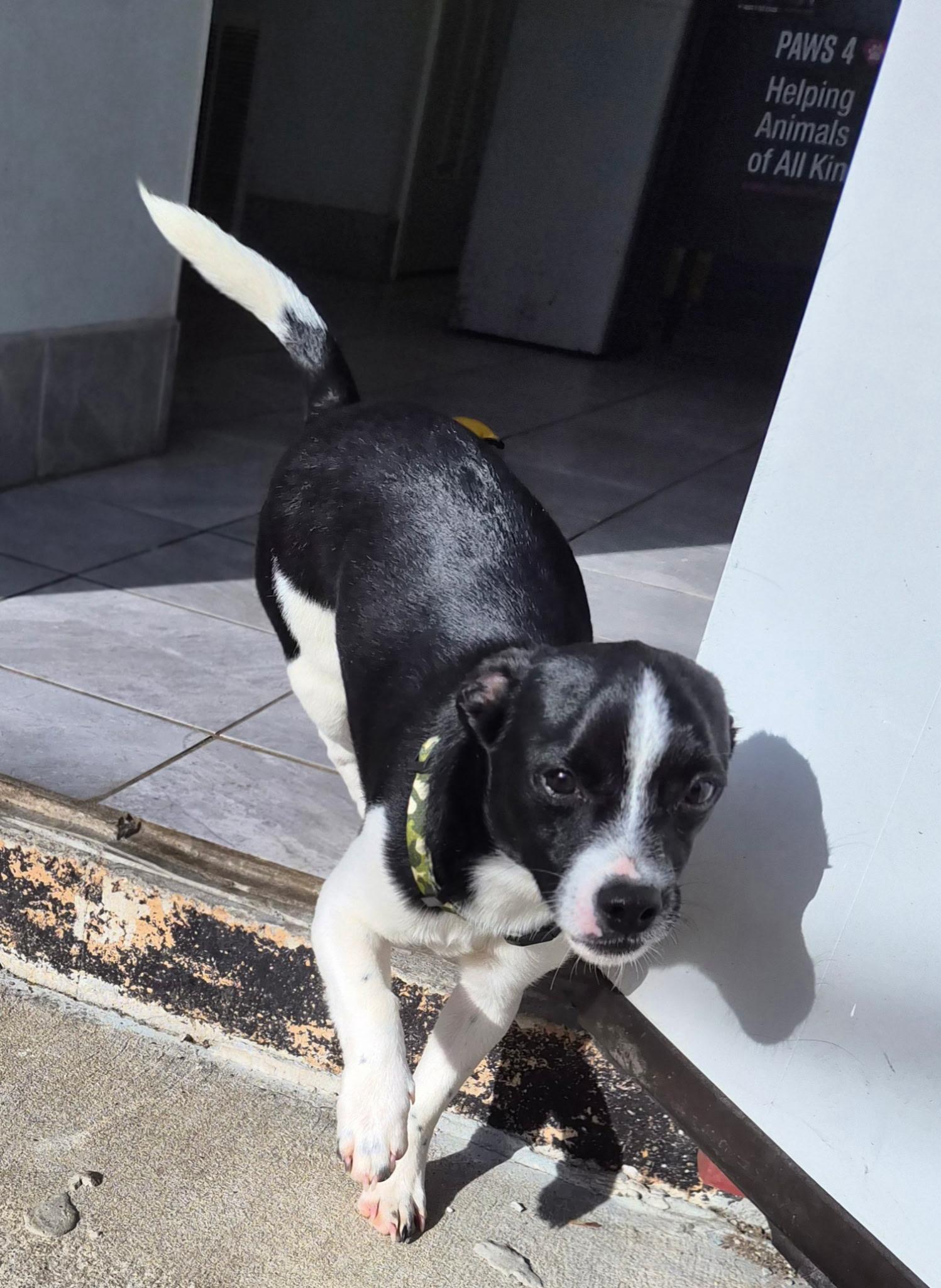 Adopt Marlon Today - Find Paw Pal