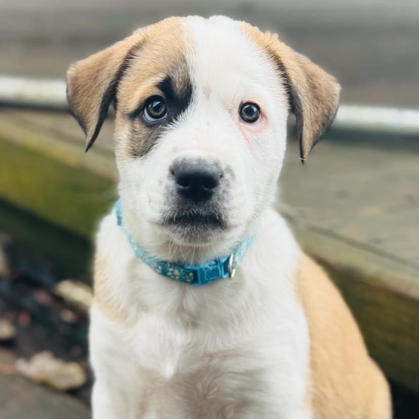 Adopt Grinch Today - Find Paw Pal