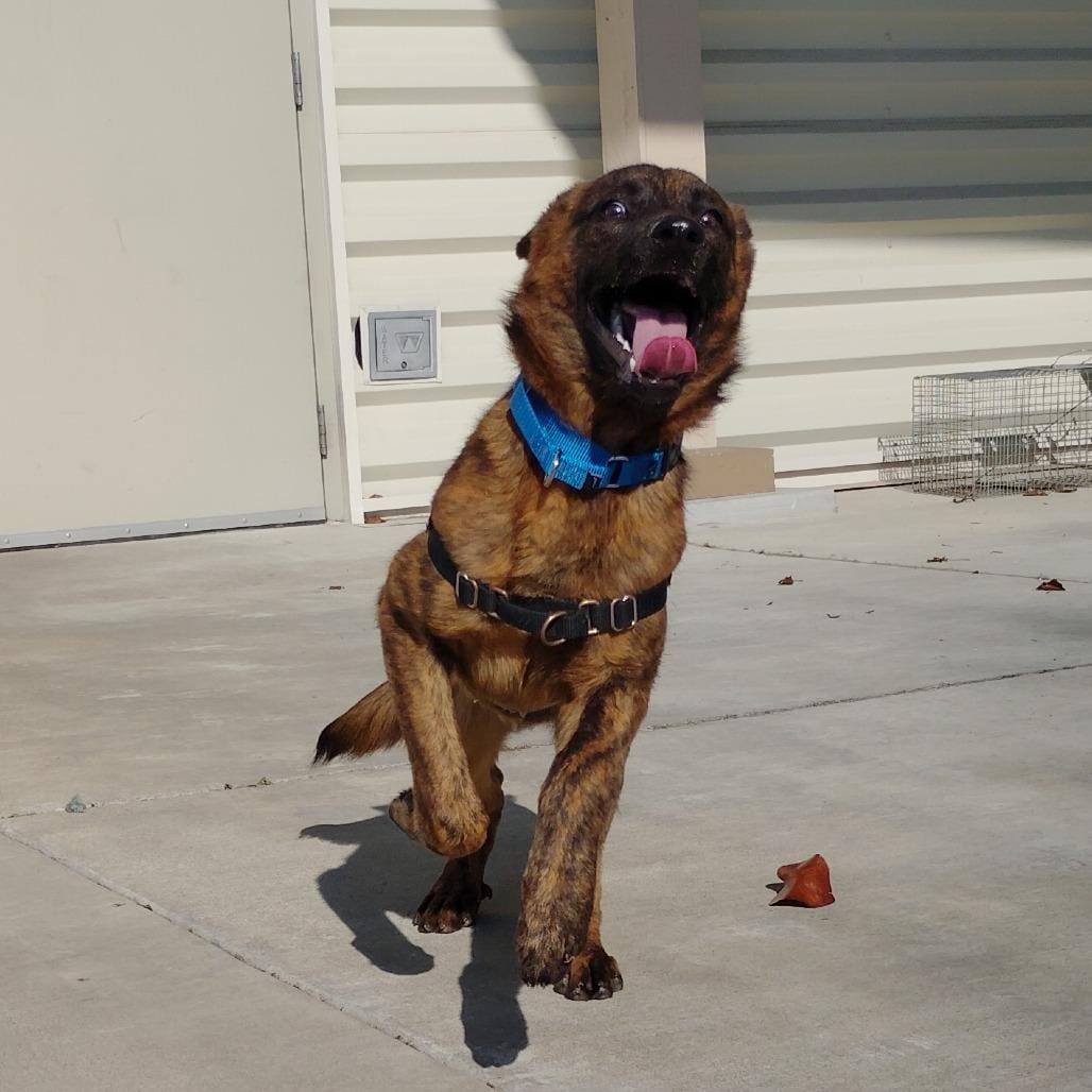 Adopt The Rizzler Today - Find Paw Pal