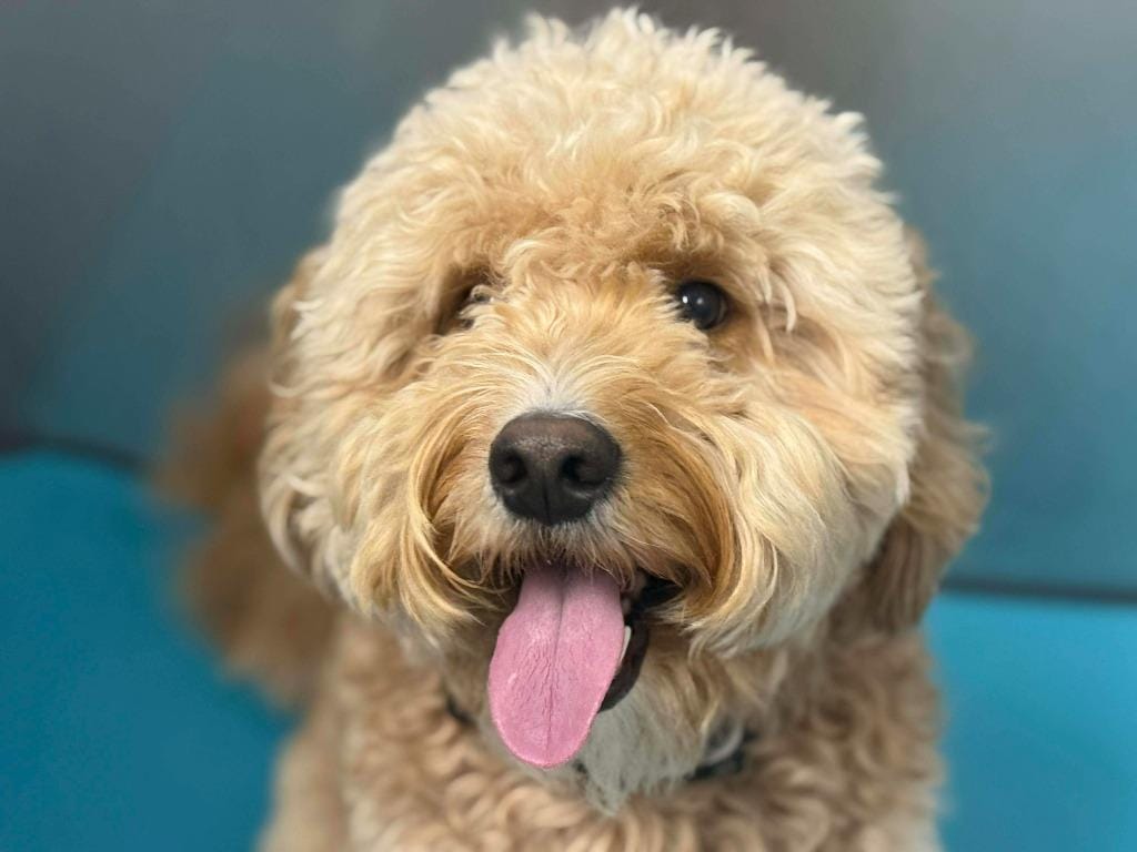 Adopt Dusty Today - Find Paw Pal