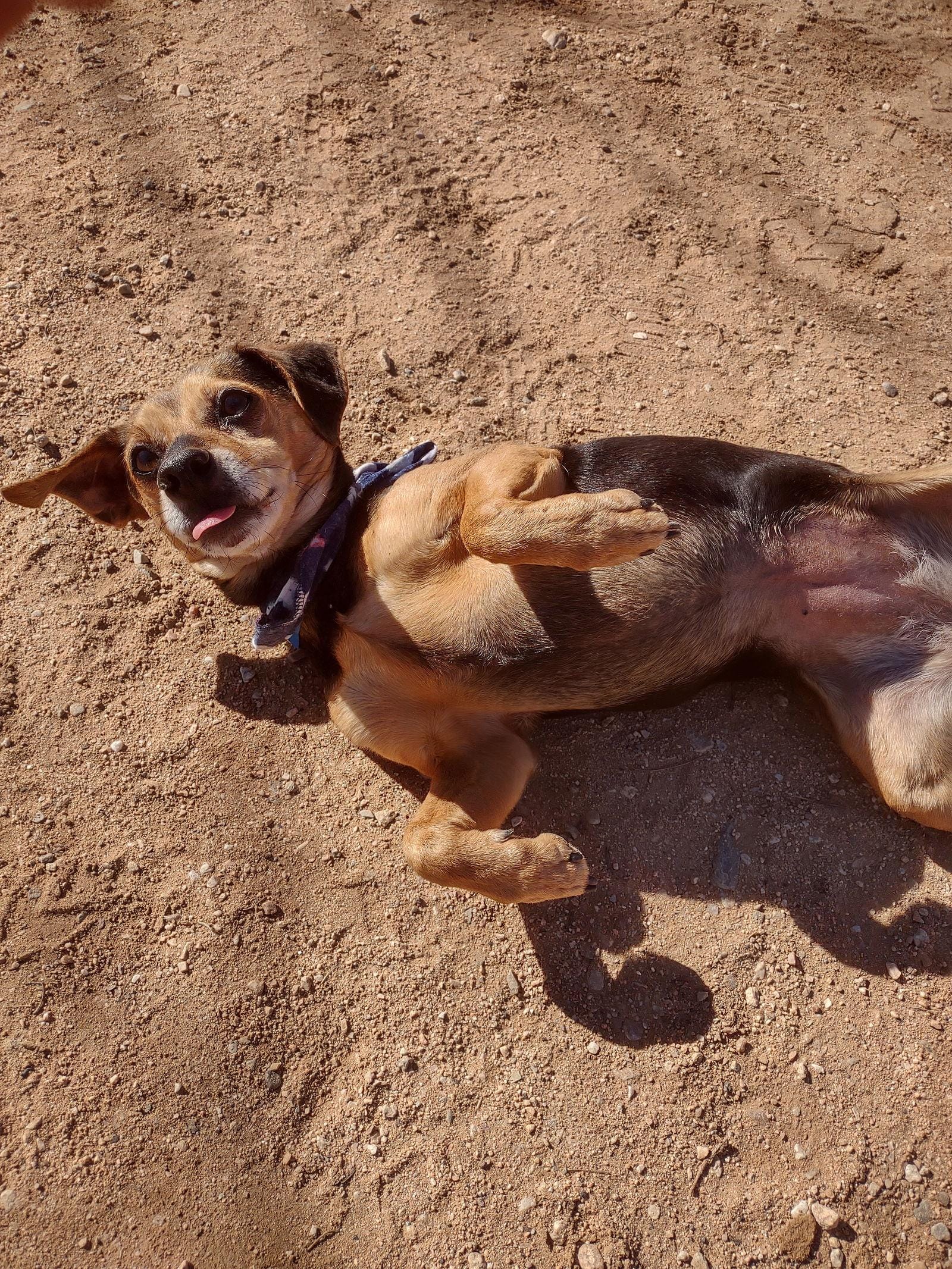 Adopt poppy Today - Find Paw Pal