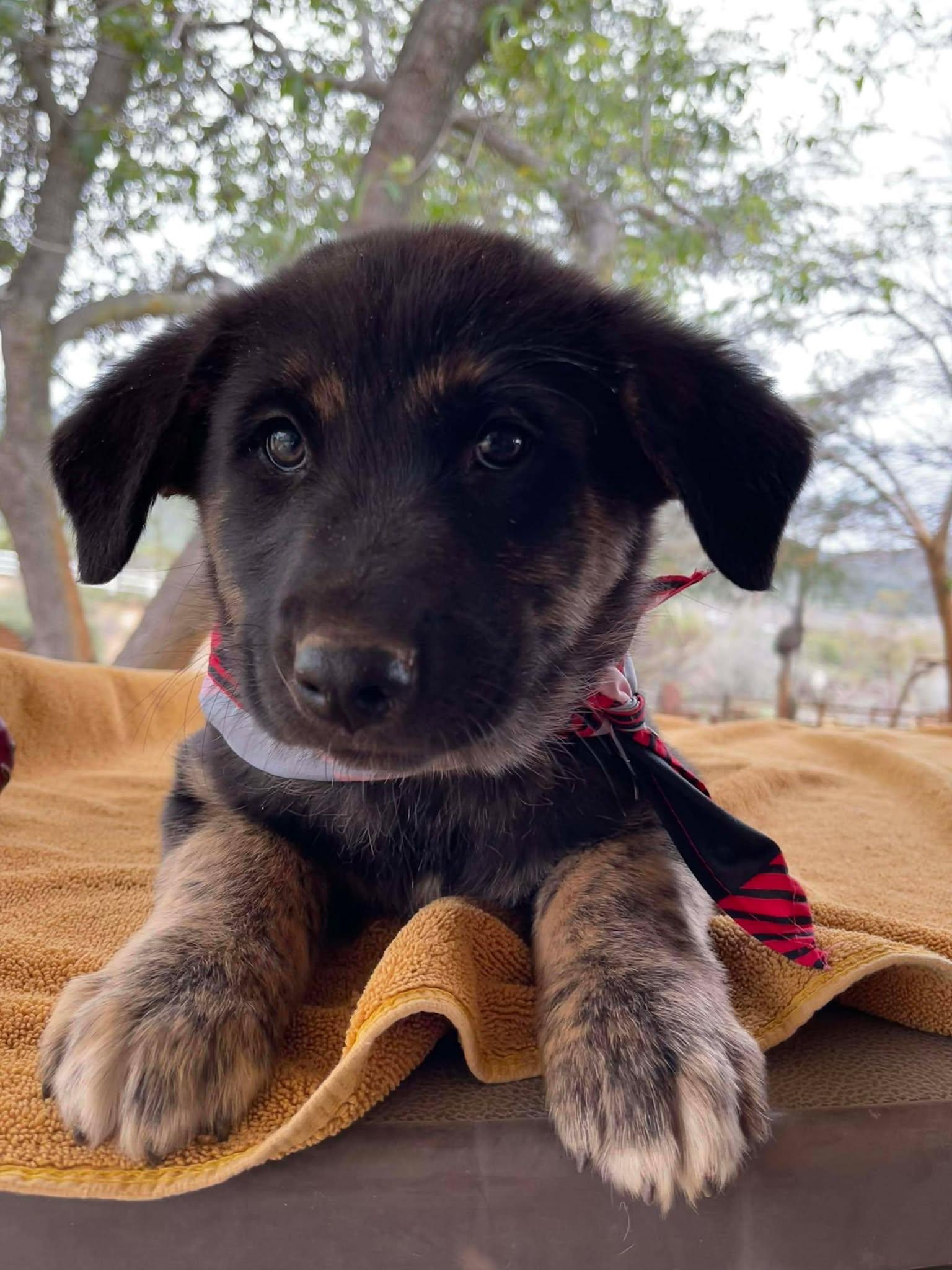 Adopt Winter Today - Find Paw Pal