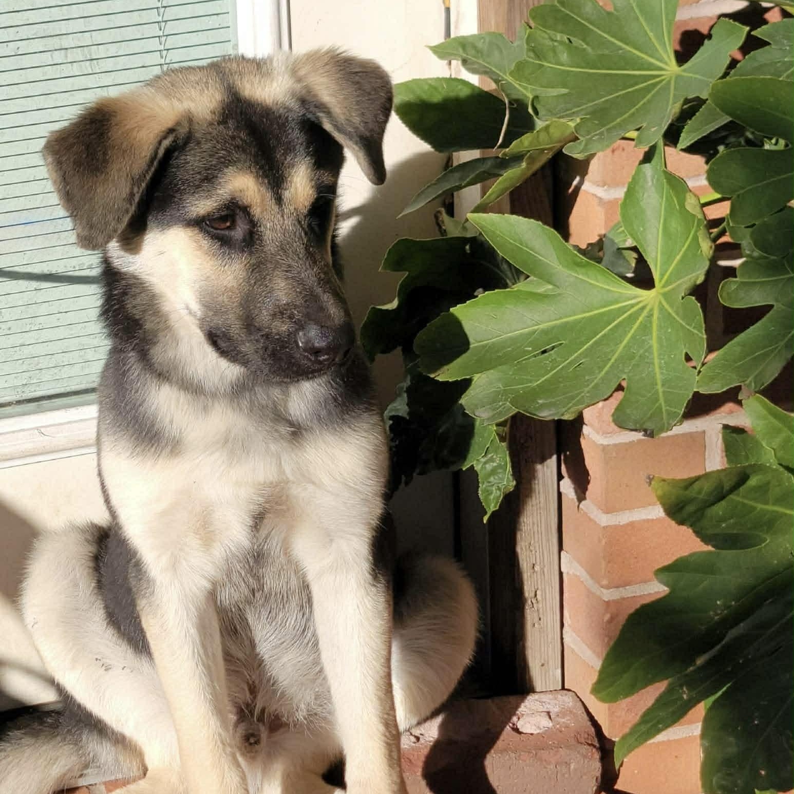 Adopt VICK GS Today - Find Paw Pal