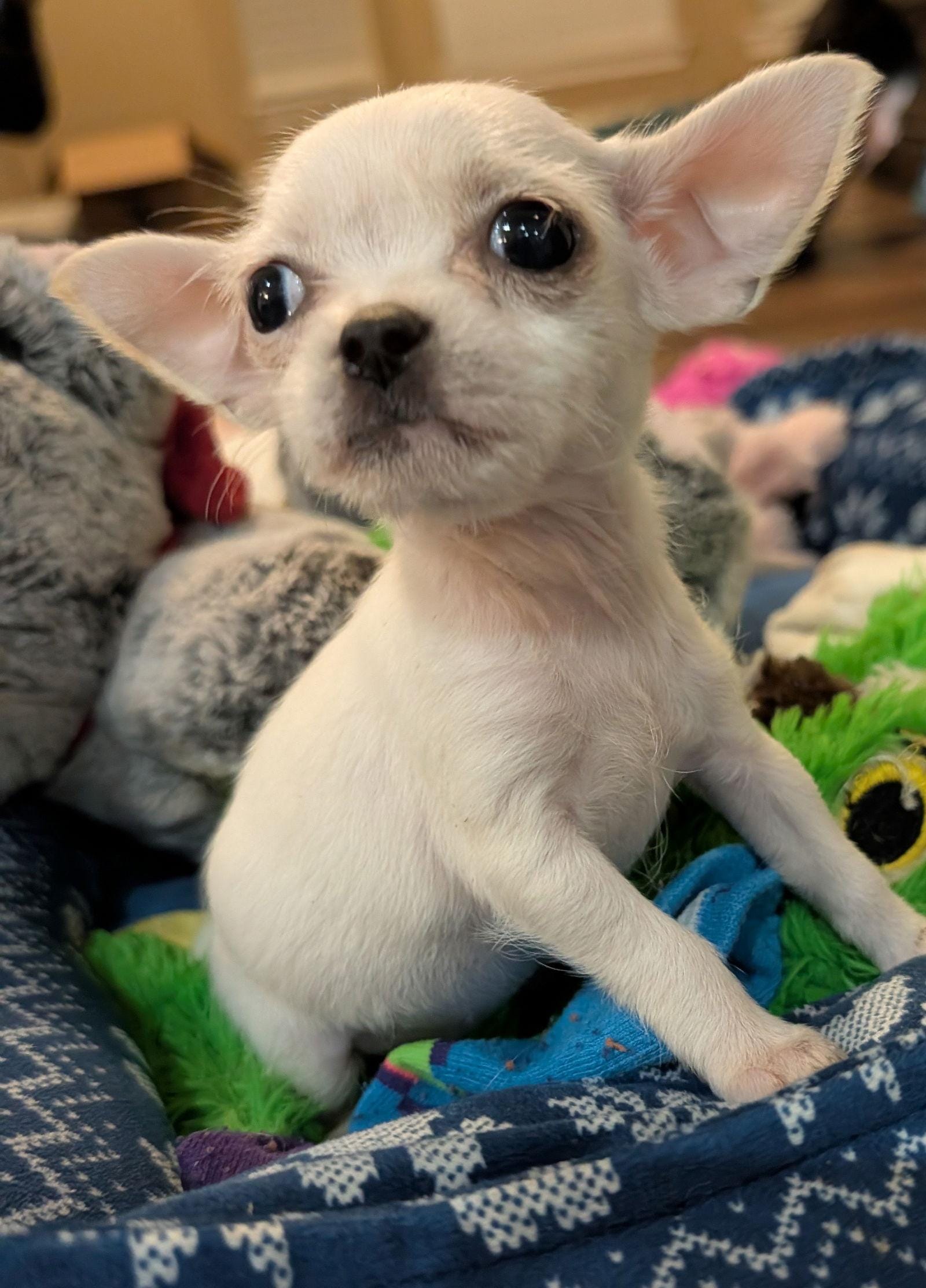 Adopt TRUFFLE Today - Find Paw Pal