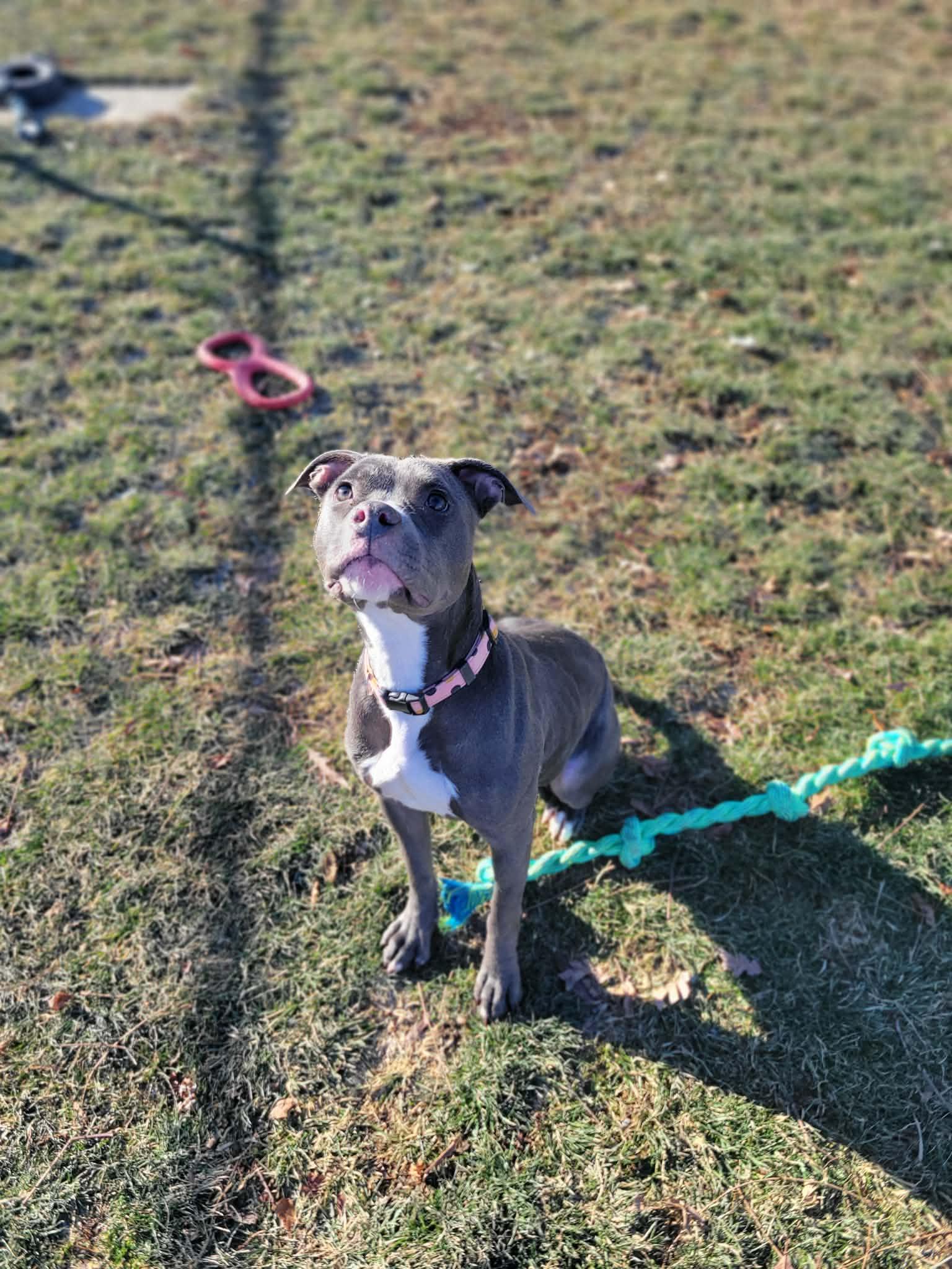 Adopt Juniper Today - Find Paw Pal