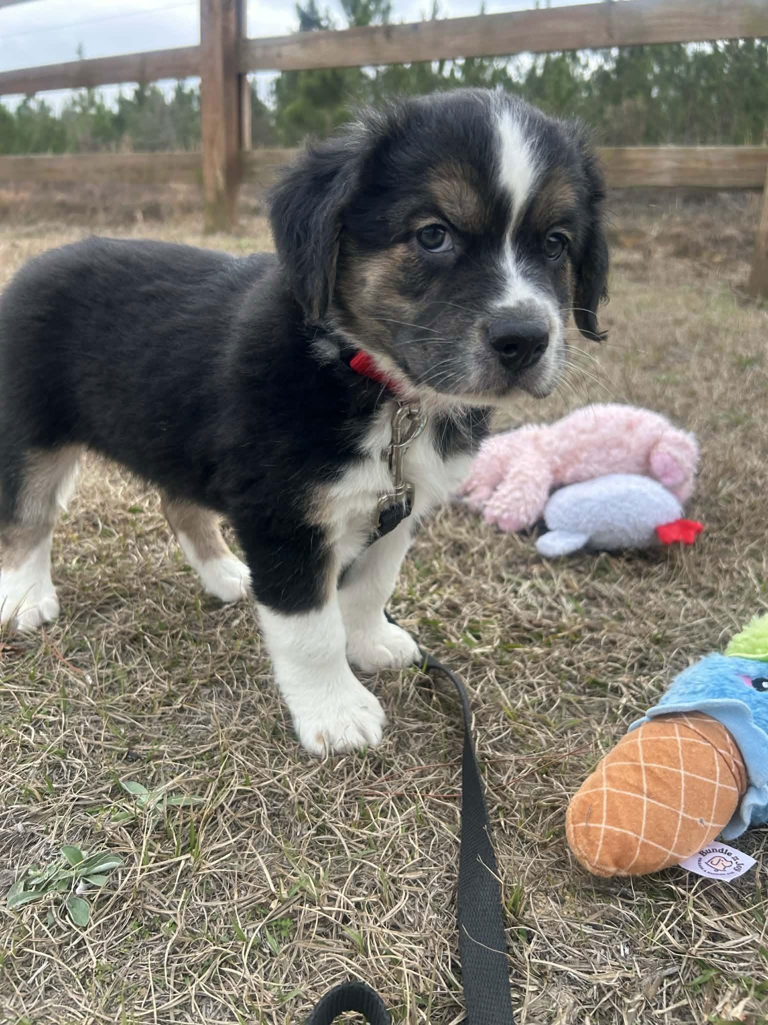 Adopt Waylon Today - Find Paw Pal