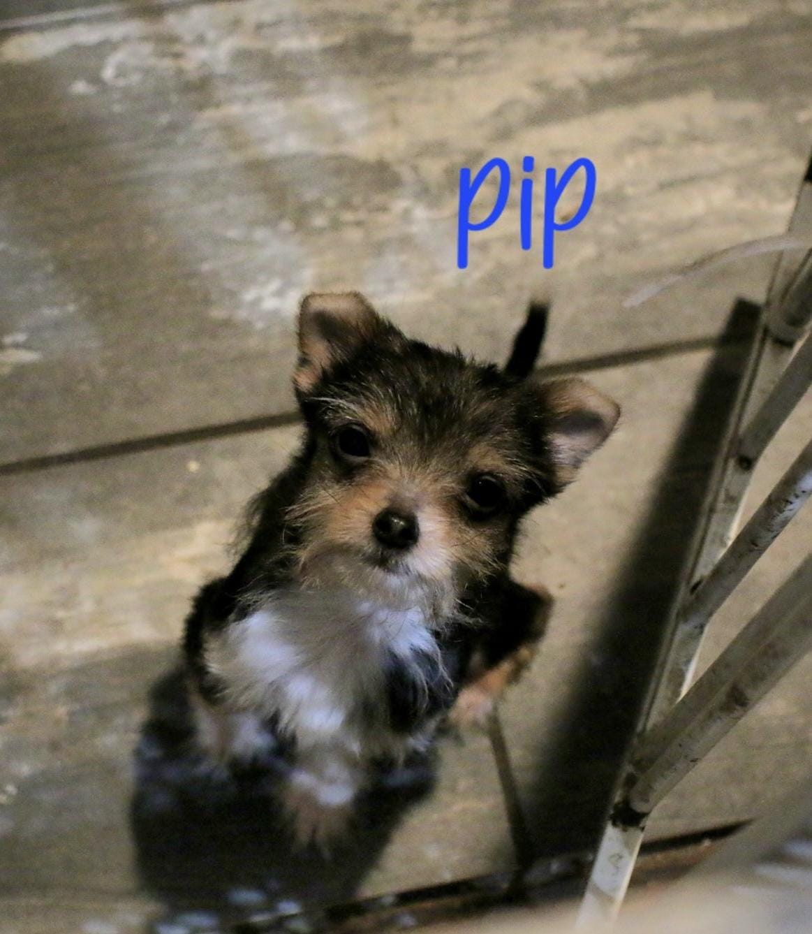 Adopt Pip Today - Find Paw Pal