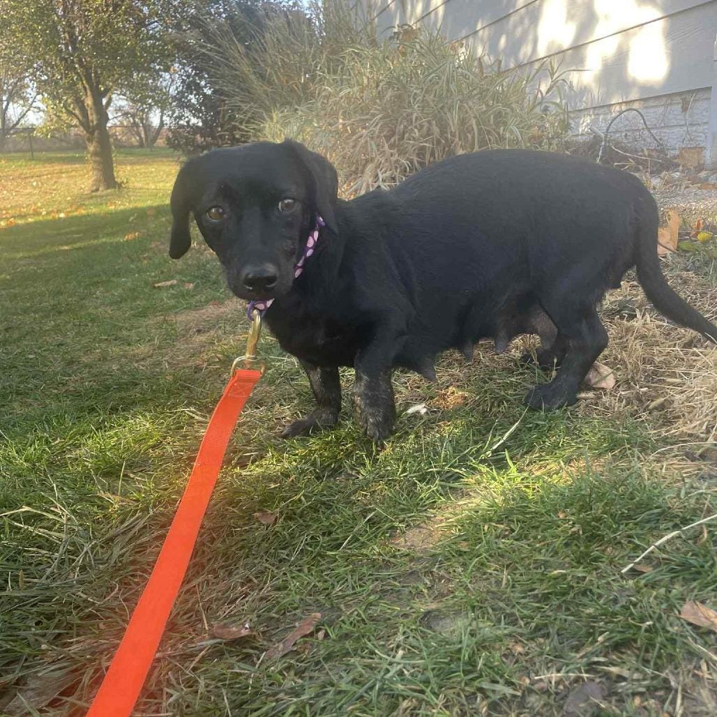 Adopt Birdie Today - Find Paw Pal