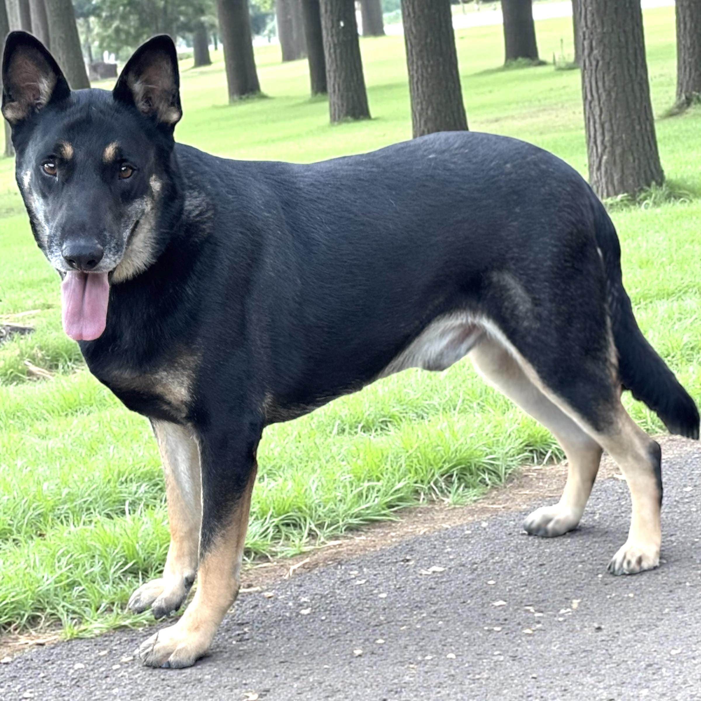 Humane Society Near Me - Find Paw Pal