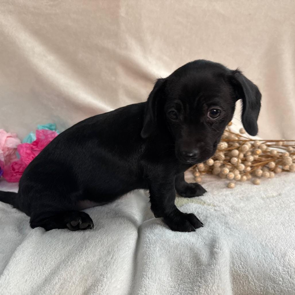 Adopt Sparkler Today - Find Paw Pal