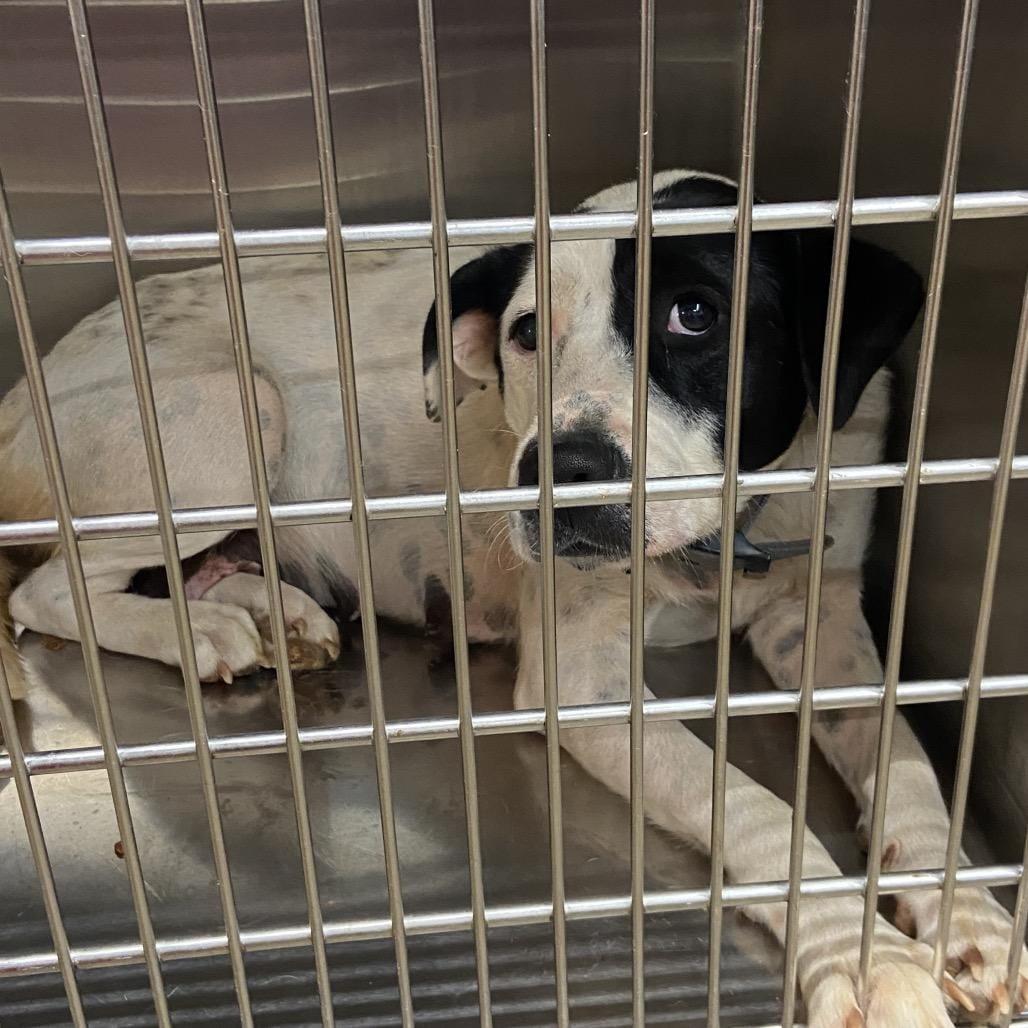 Dog Pounds Near Me - Find Paw Pal