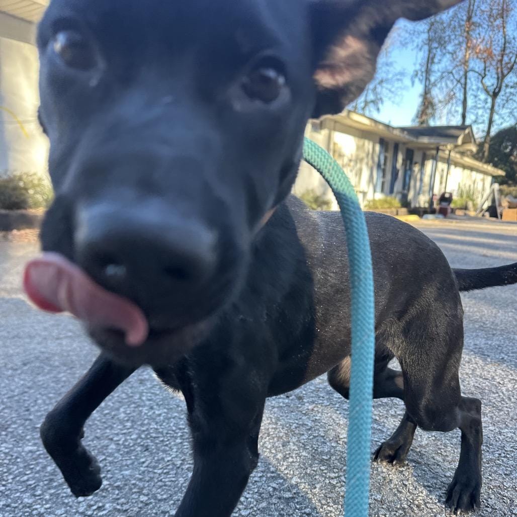 Adopt Dax Today - Find Paw Pal