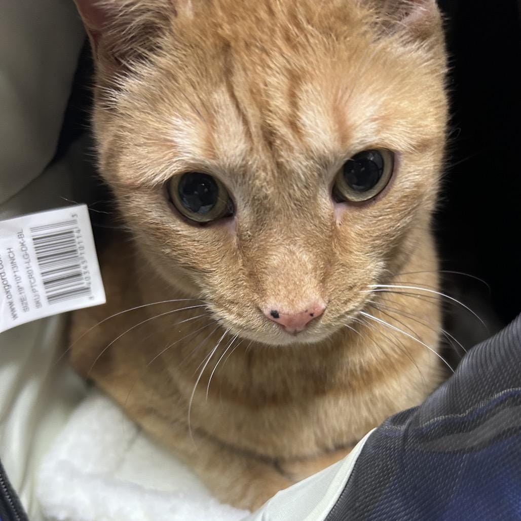 Adopt Howard Today - Find Paw Pal