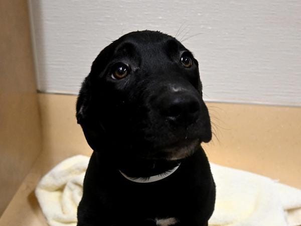 Adopt Luna Fka Indigo Today - Find Paw Pal