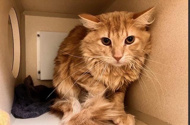 Adopt MILES Today - Find Paw Pal