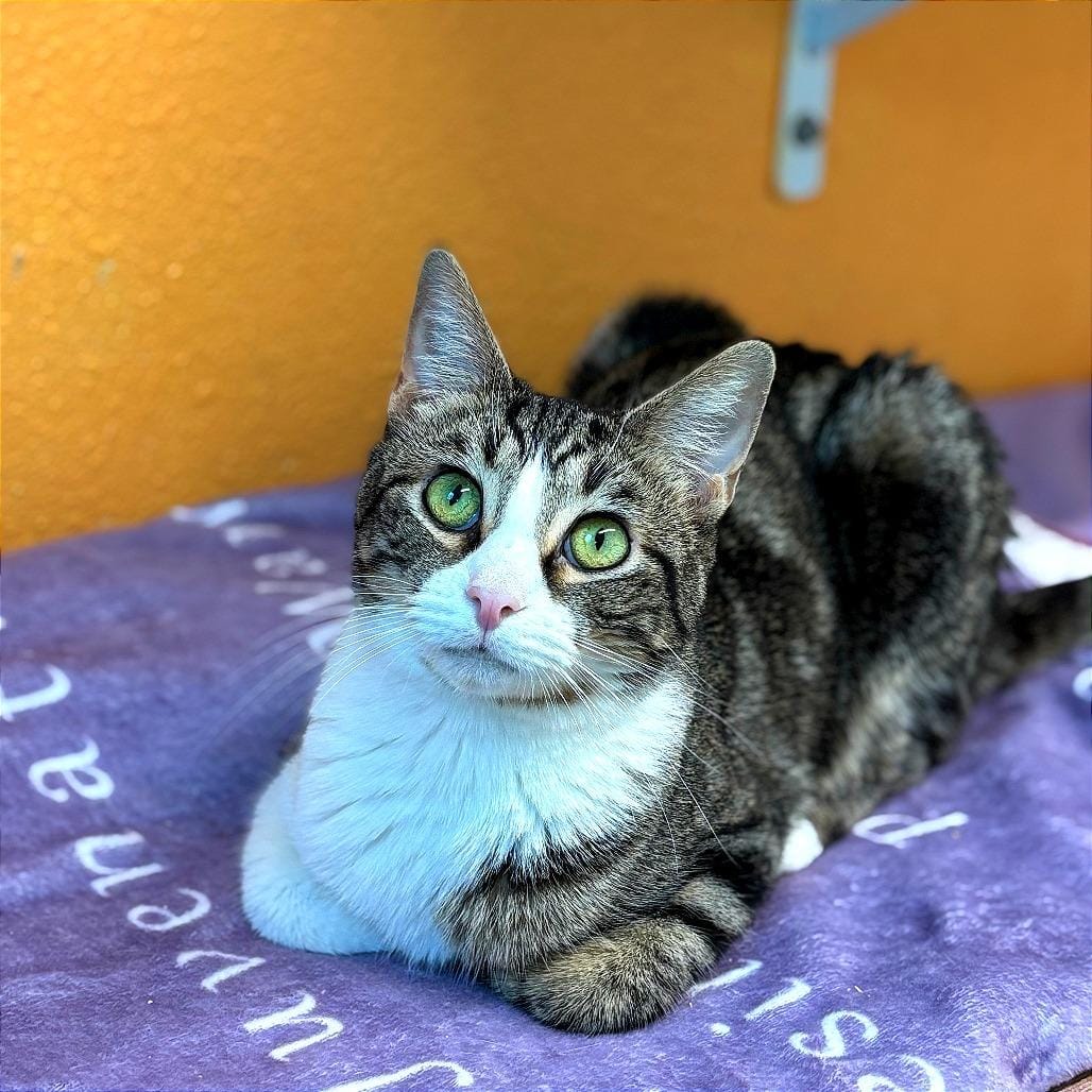 Adopt Muffin Today - Find Paw Pal