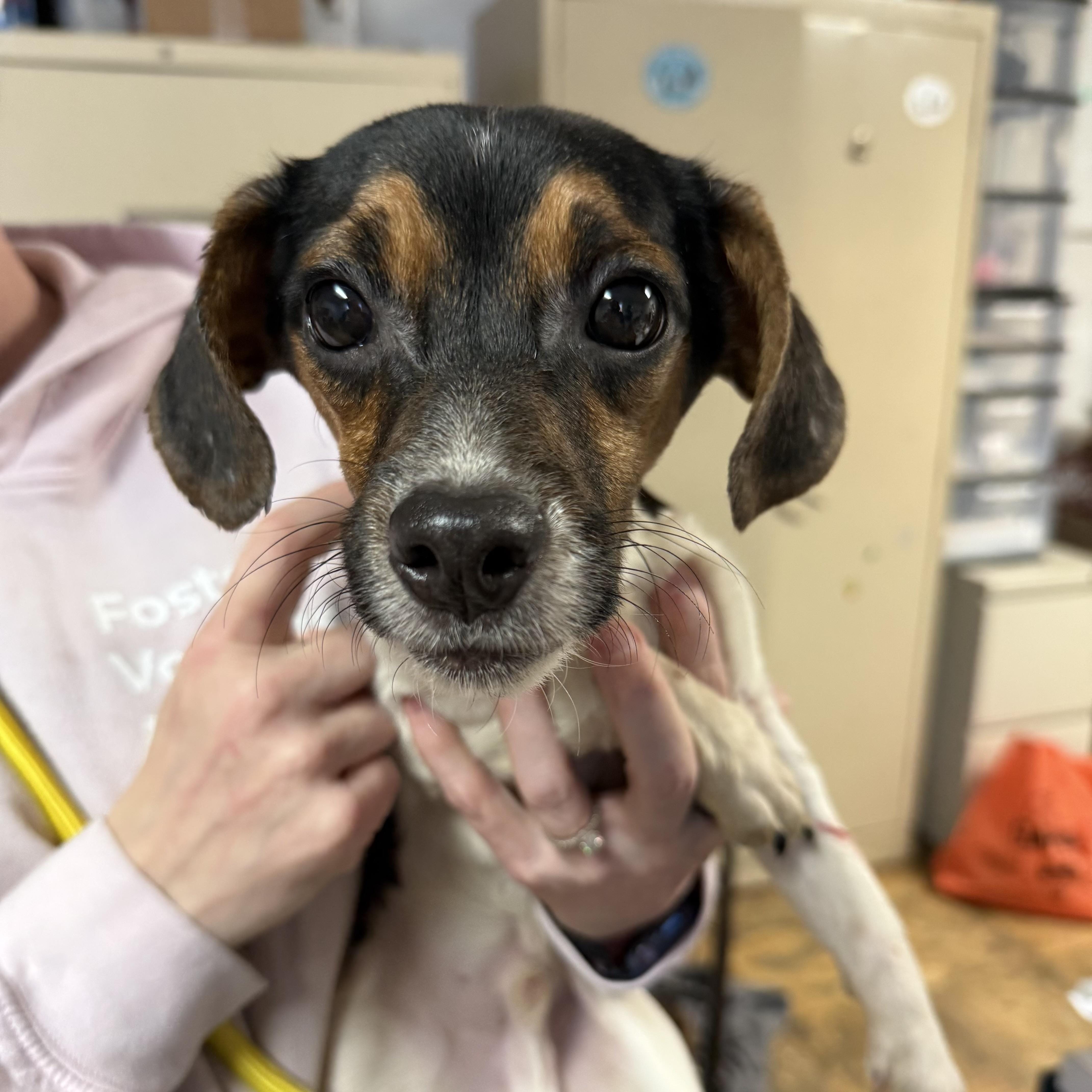 Adopt Panther Today - Find Paw Pal