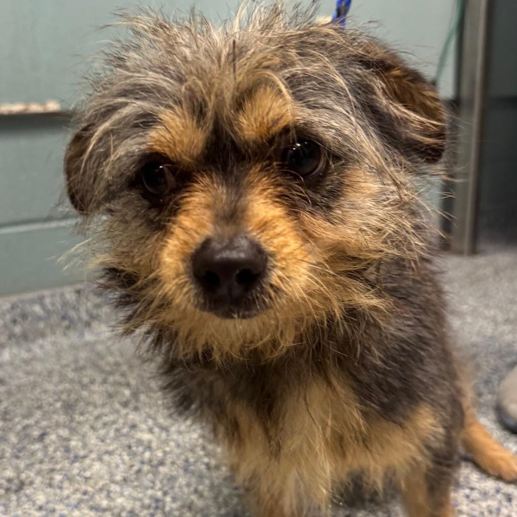 Adopt Tiny Tim Today - Find Paw Pal