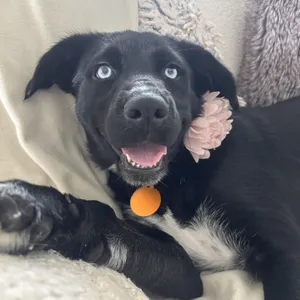 Adopt Nova Today - Find Paw Pal