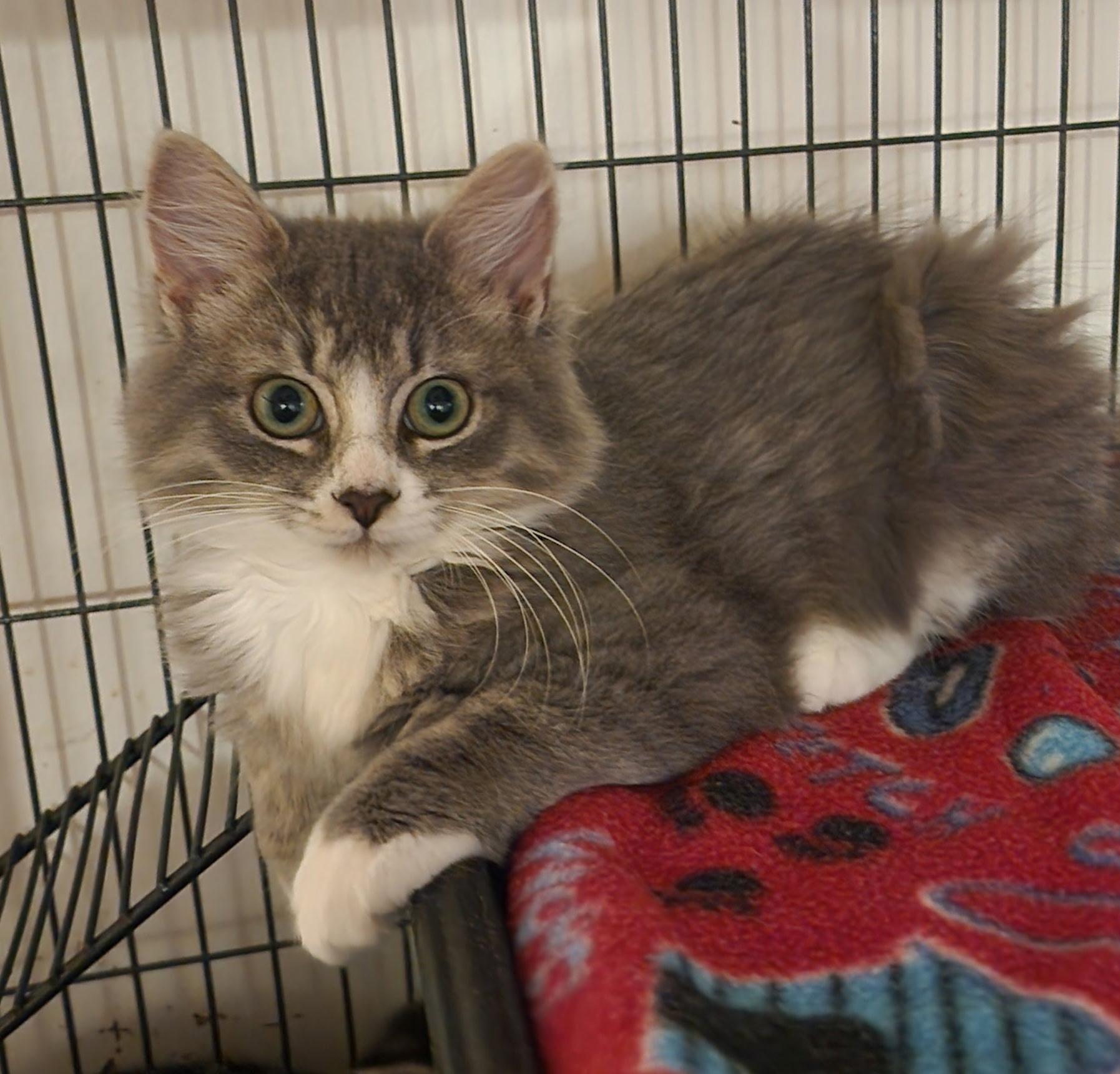 Adopt Puff Today - Find Paw Pal