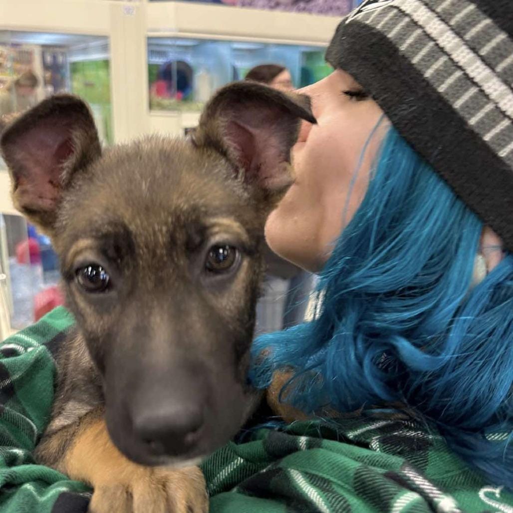 Adopt Hannah Today - Find Paw Pal
