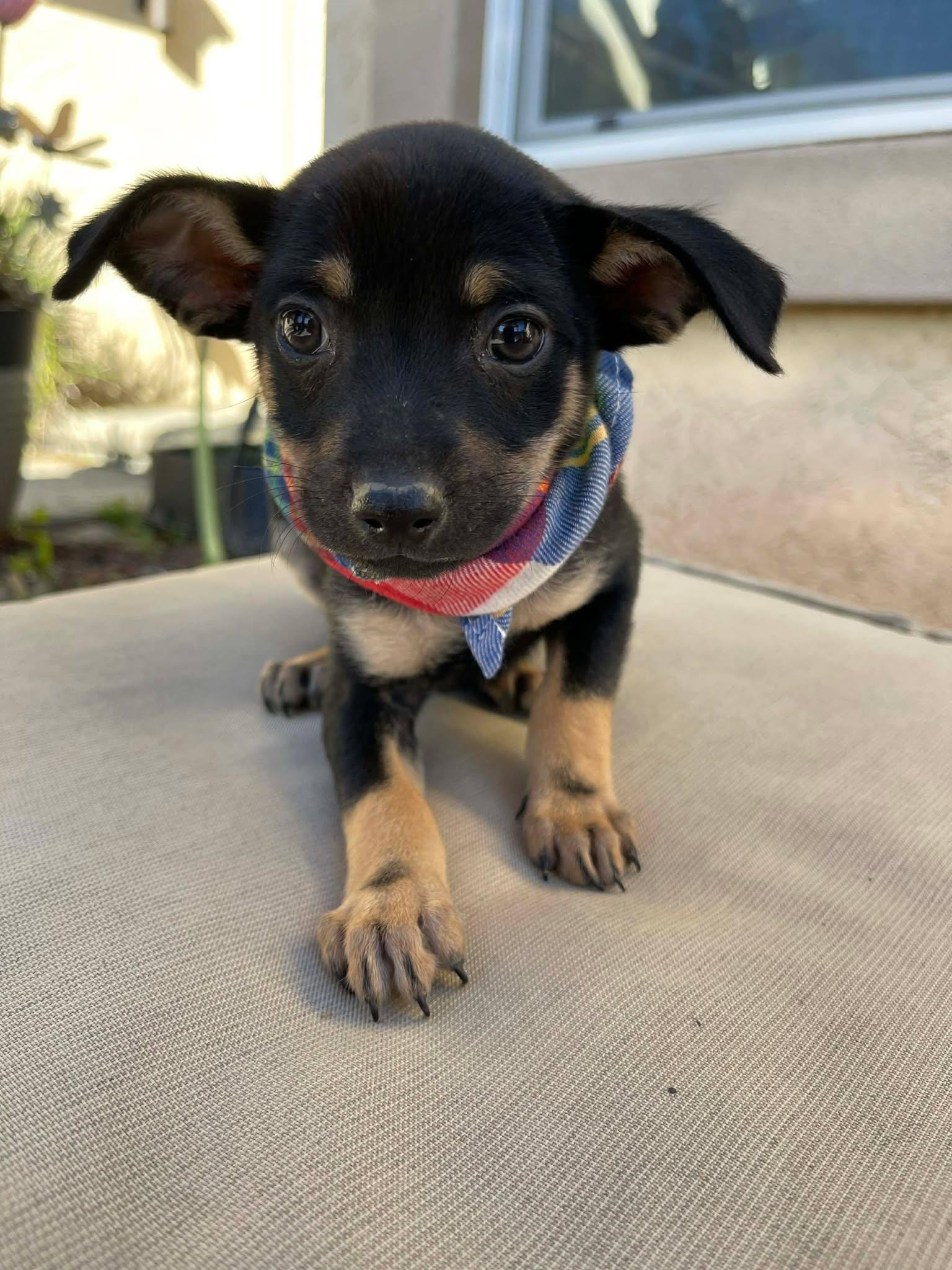 Adopt 61 (2026) Pocoyo Today - Find Paw Pal