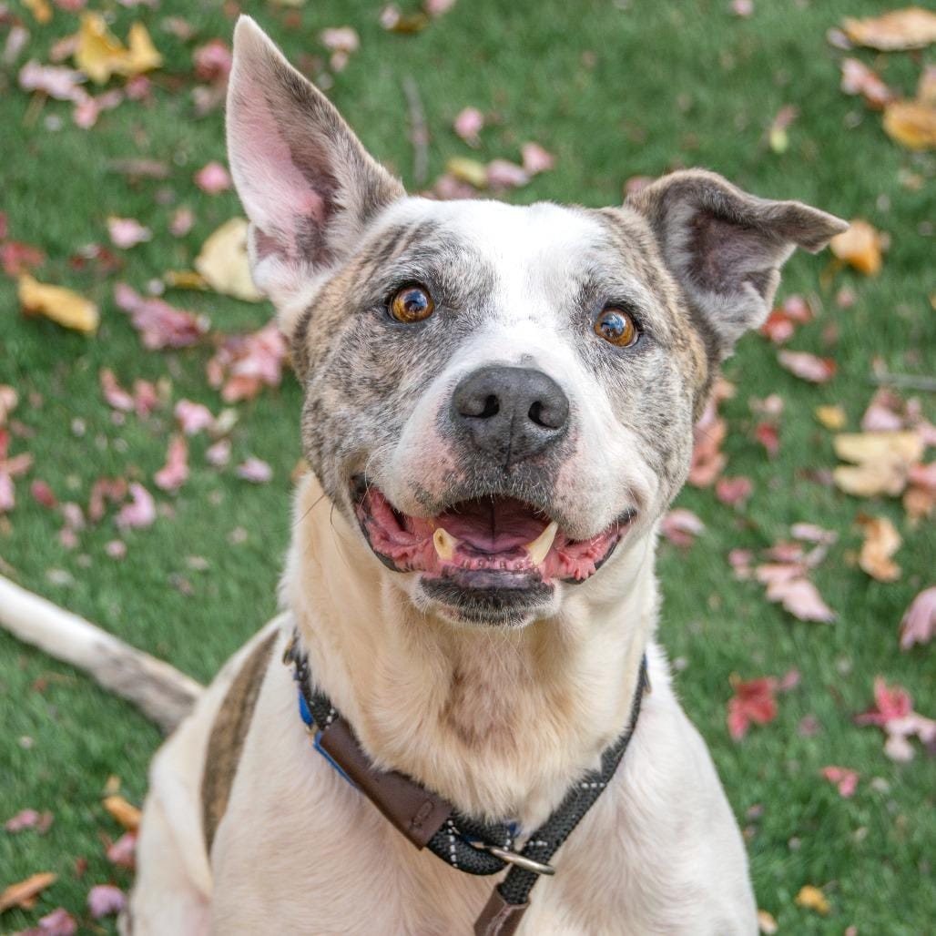 Adopt Debo Today - Find Paw Pal
