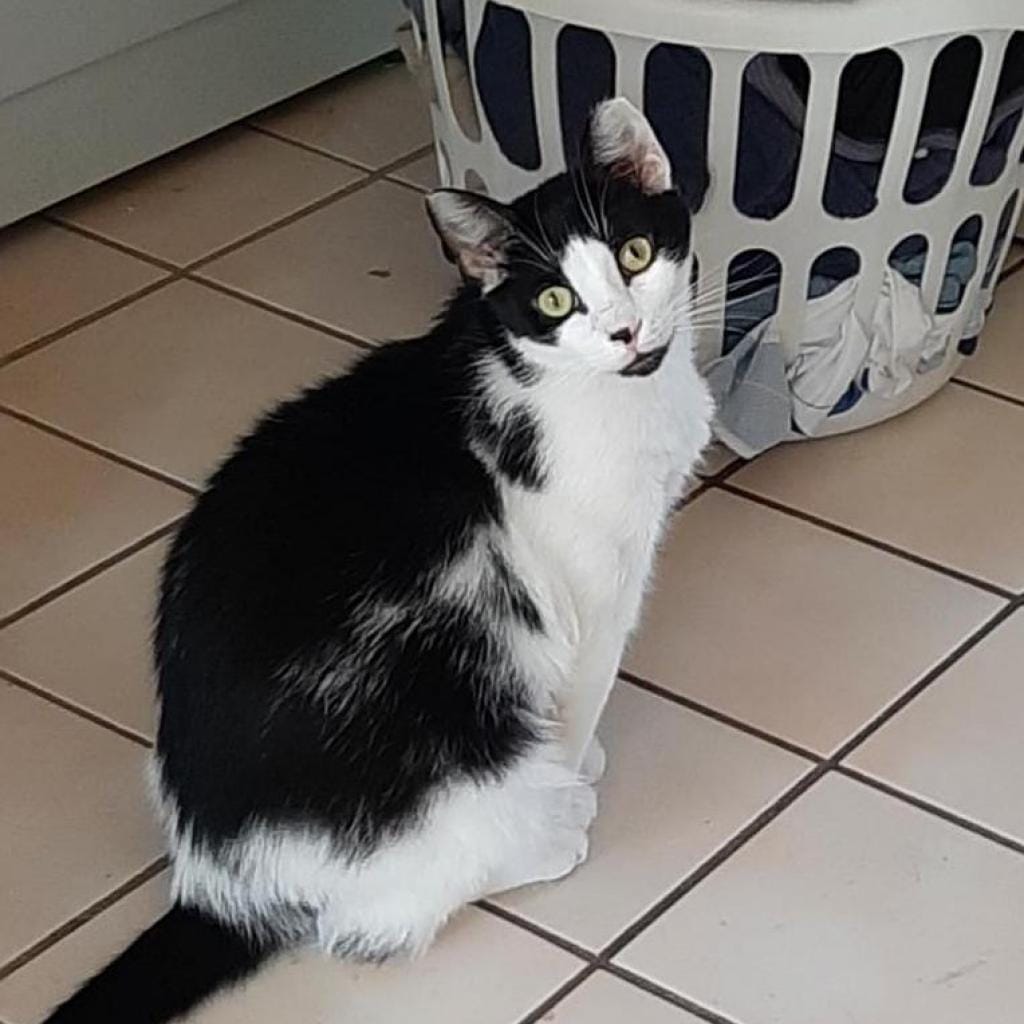 Adopt Capt Marvel Hatcher Today - Find Paw Pal